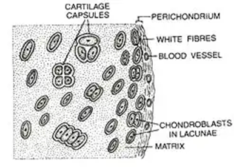 Elastic cartilage - Definition and Examples - Biology Online Dictionary