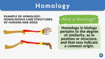 Homology - Definition and Examples - Biology Online Dictionary