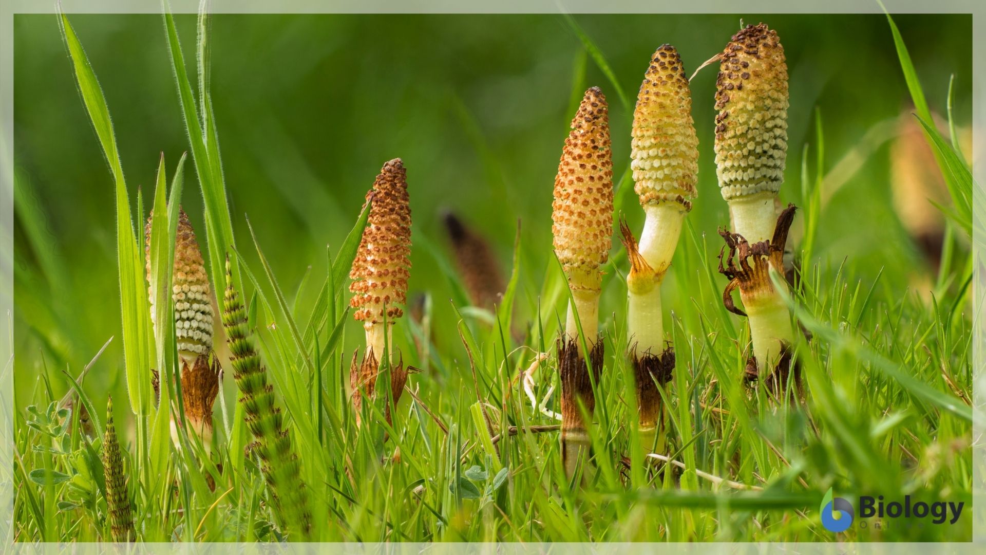 Vascular plants Definition and Examples - Biology Online Dictionary