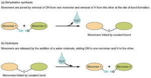 Dehydration reaction - Definition and Examples - Biology Online Dictionary