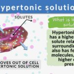 Hypertonic solution - Definition and Examples - Biology Online Dictionary