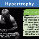 Hypertrophy - Definition and Examples - Biology Online Dictionary