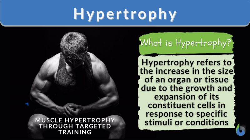 Hypertrophy - Definition and Examples - Biology Online Dictionary