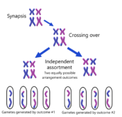 Independent Assortment Definition and Examples - Biology Online Dictionary