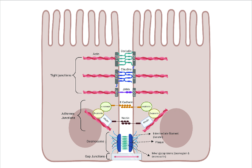 Tight junction - Definition and Examples - Biology Online Dictionary