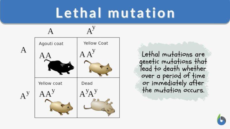 Lethal mutation Definition and Examples - Biology Online Dictionary Lethal mutation Definition and Examples - Biology Online Dictionary