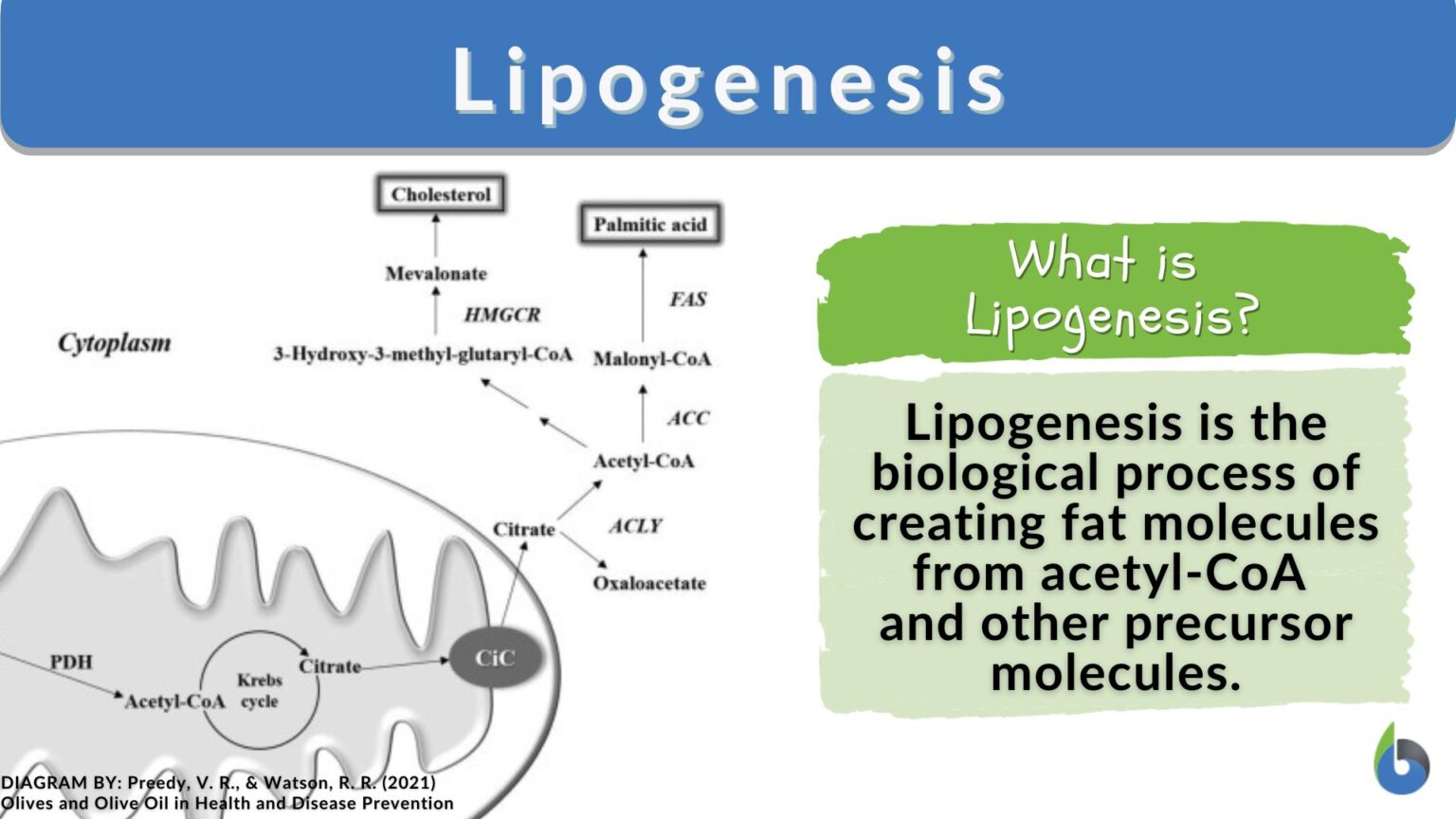 Lipogenesis - Definition and Examples - Biology Online Dictionary