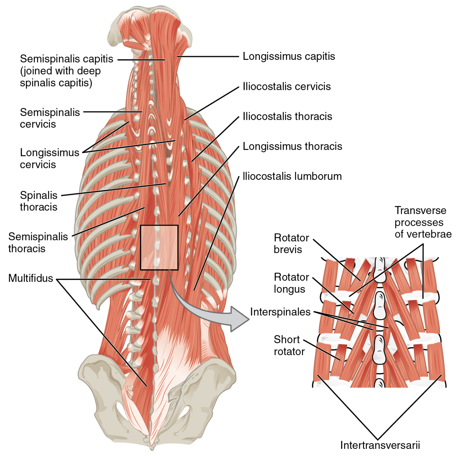 Muscular system - Definition and Examples - Biology Online Dictionary