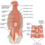 Muscular system - Definition and Examples - Biology Online Dictionary