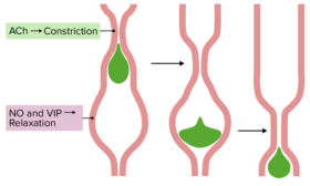 Peristalsis - Definition and Examples - Biology Online Dictionary