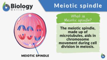 Meiotic spindle Definition and Examples - Biology Online Dictionary