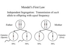 Mendel's Law of Segregation - Biology Online Dictionary