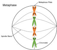 Metaphase Definition and Examples - Biology Online Dictionary