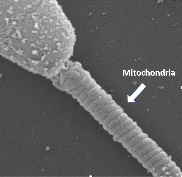 Mitochondrion - Definition and Examples - Biology Online Dictionary