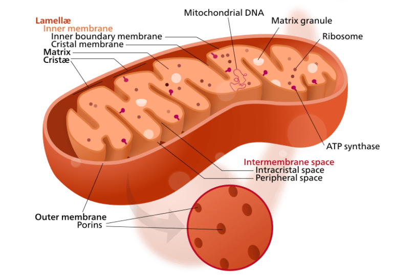 Matrix - Definition and Examples - Biology Online Dictionary