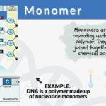 Monomer Definition