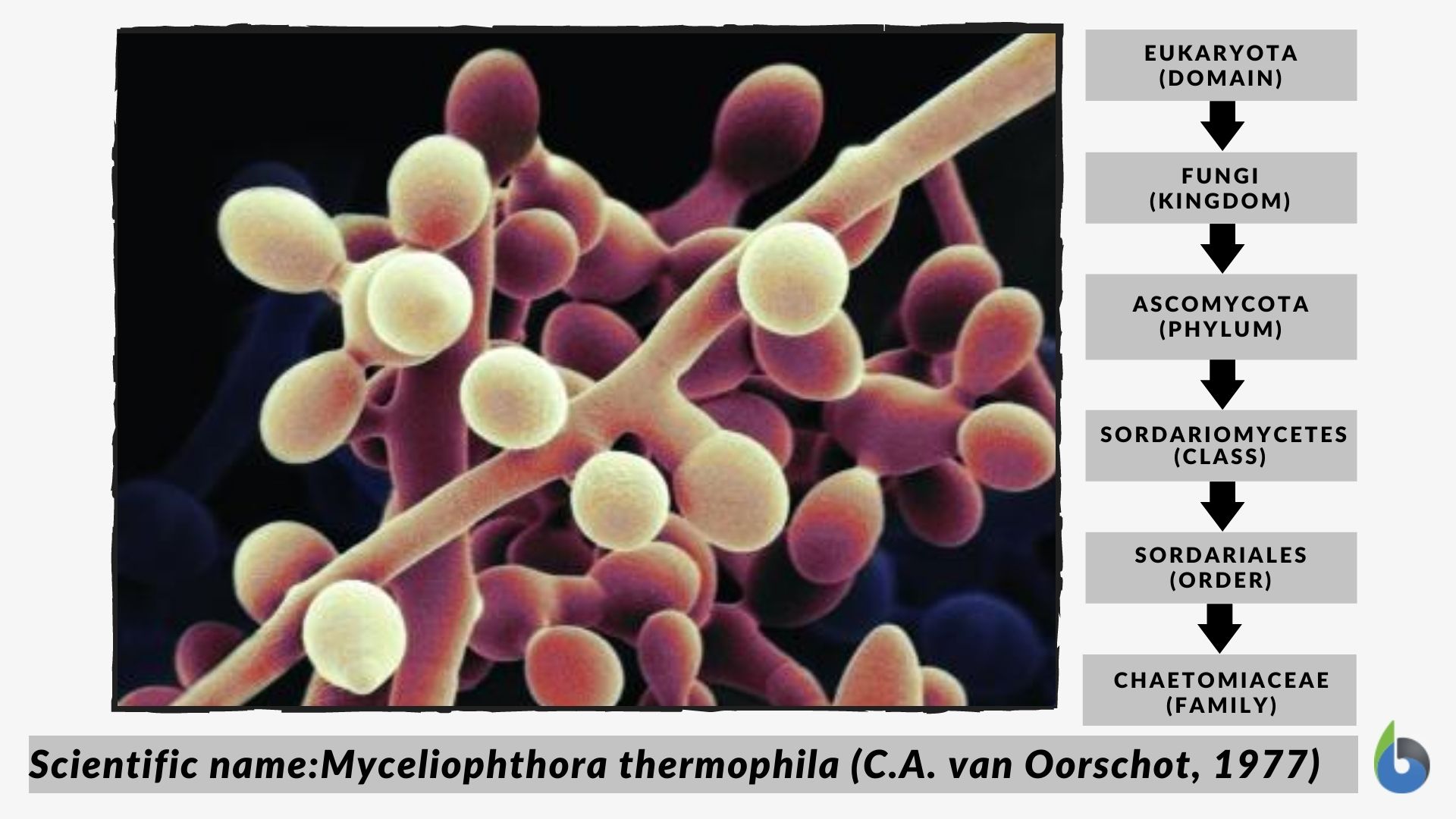 Thermophile - Definition and Examples - Biology Online Dictionary
