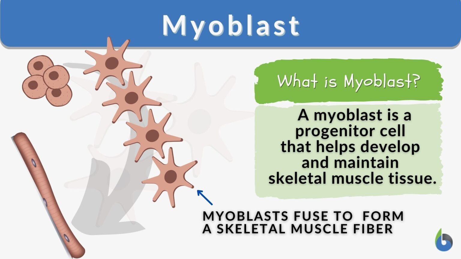 Myoblast Definition and Examples - Biology Online Dictionary
