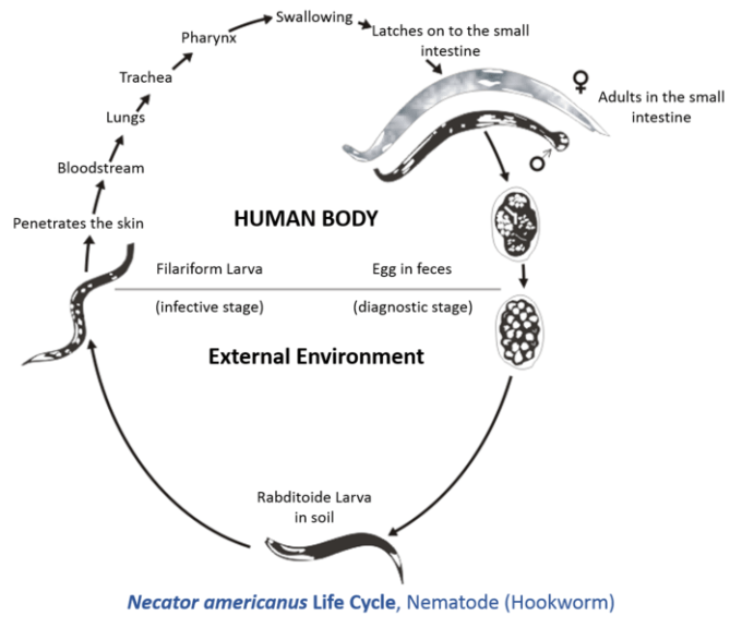 Obligate parasite - Definition and Examples - Biology Online Dictionary