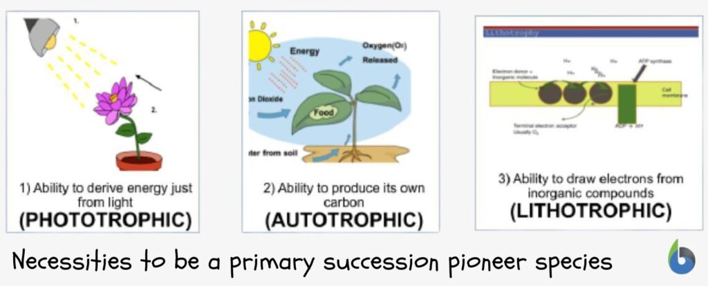 Pioneer species - Definition and Examples - Biology Online Dictionary
