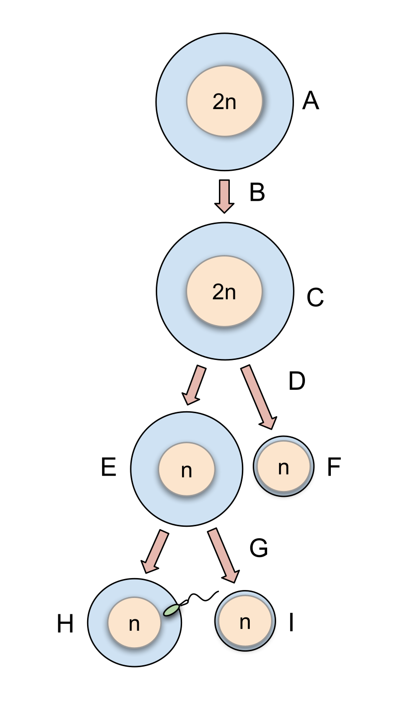 Meiosis - Function, Phases and Examples - Biology Online Dictionary