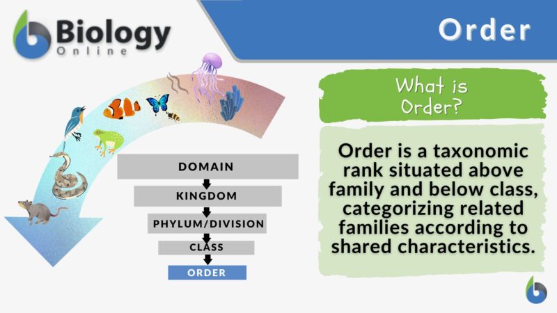 Order Definition and Examples - Biology Online Dictionary