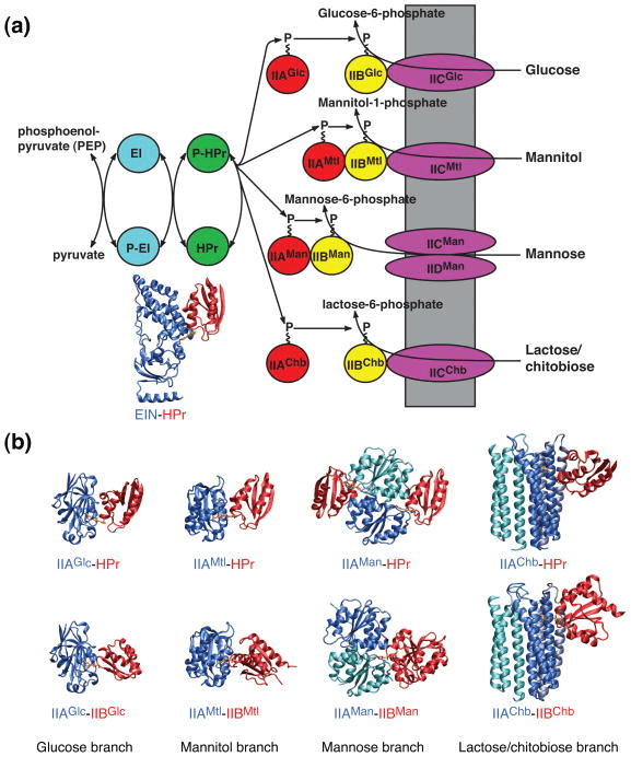 Group translocation - Definition and Examples - Biology Online Dictionary