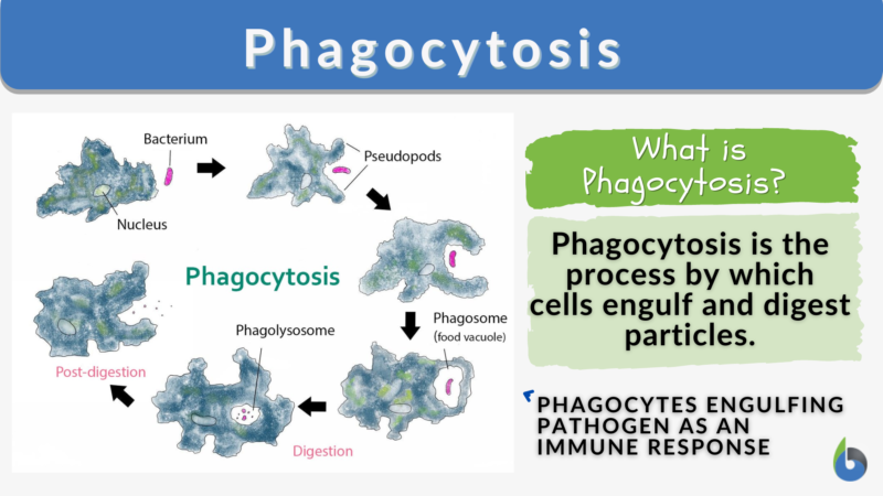 Phagocytosis - Definition and Examples - Biology Online Dictionary