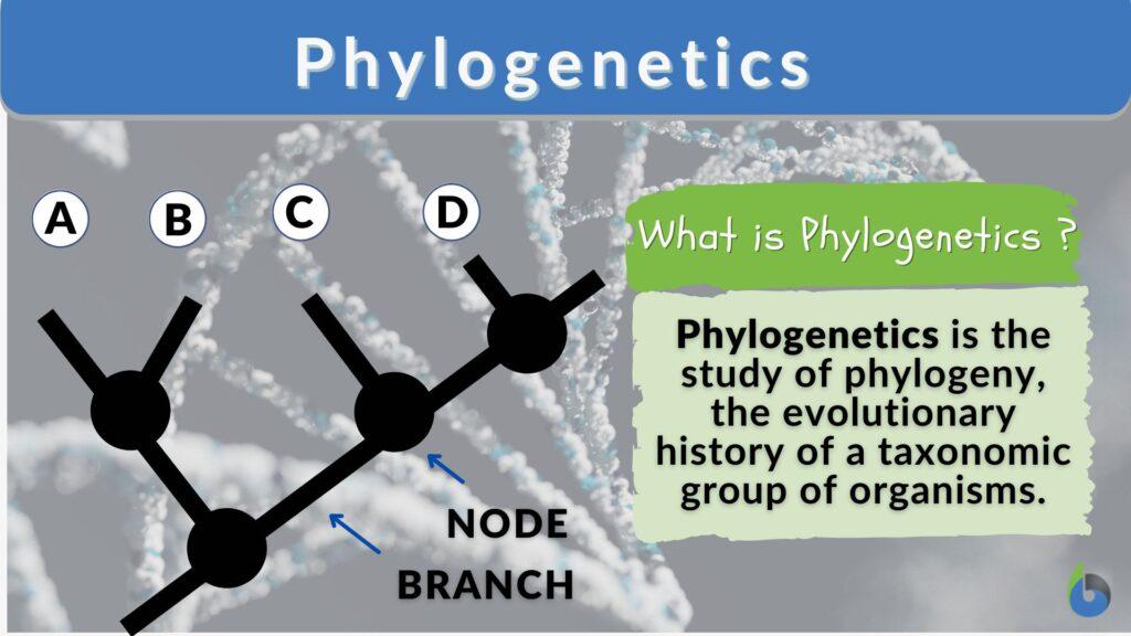 Phylogenetics - Definition and Examples - Biology Online Dictionary