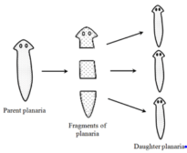 Fragmentation - Definition and Examples - Biology Online Dictionary