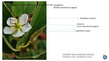 Anther Definition and Examples - Biology Online Dictionary