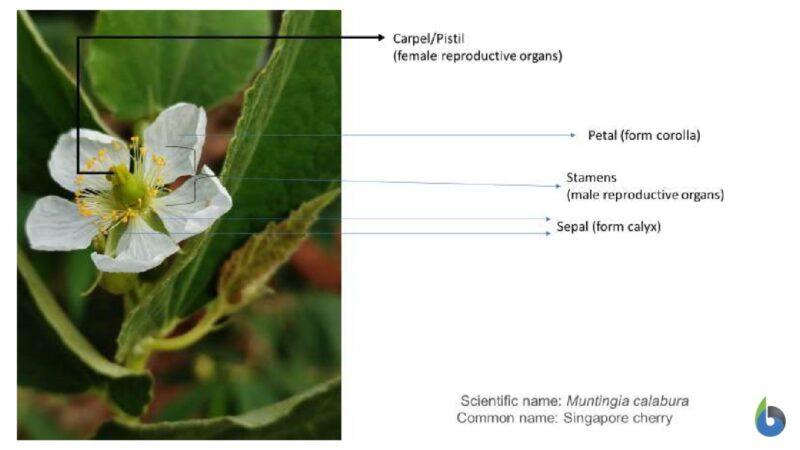 Anther Definition and Examples - Biology Online Dictionary