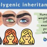Polygenic inheritance - Definition and Examples - Biology Online Dictionary