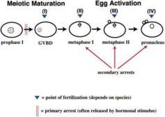 Prophase - Definition and Examples - Biology Online Dictionary
