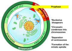 Prophase - Definition and Examples - Biology Online Dictionary