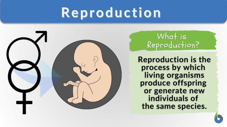 Reproduction - Definition and Examples - Biology Online Dictionary