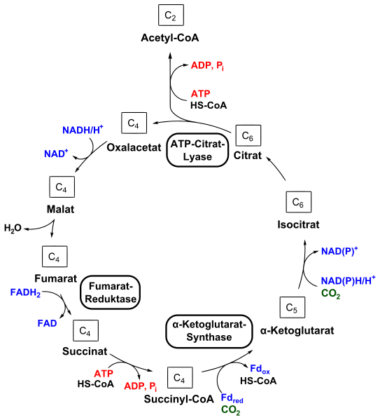 Carbon fixation - Definition and Examples - Biology Online Dictionary