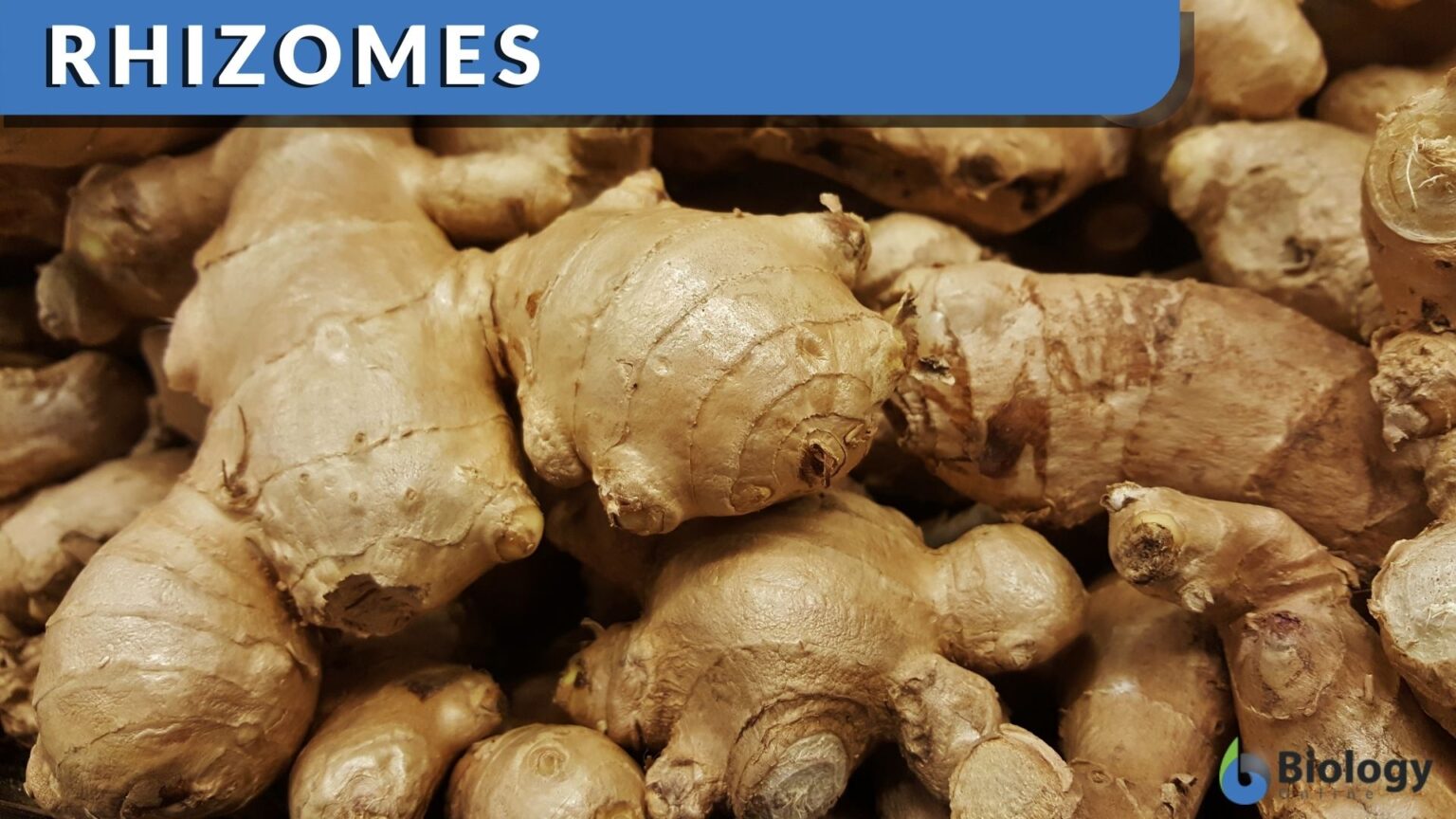 Rhizome - Definition and Examples - Biology Online Dictionary