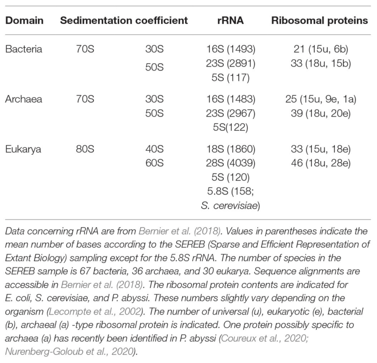 Ribosome Definition and Examples - Biology Online Dictionary