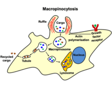Endocytosis Definition and Examples - Biology Online Dictionary
