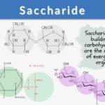 Saccharide Definition and Examples - Biology Online Dictionary