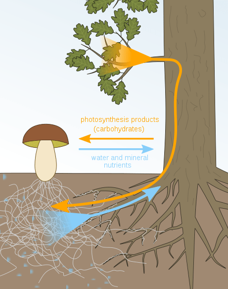 Mutualistic symbiosis - Definition and Examples - Biology Online Dictionary