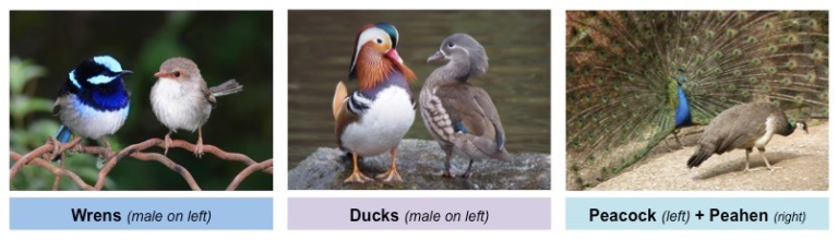 Sexual selection - Definition and Examples - Biology Online Dictionary