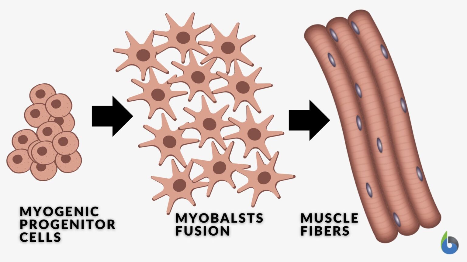 Myoblast Definition and Examples - Biology Online Dictionary