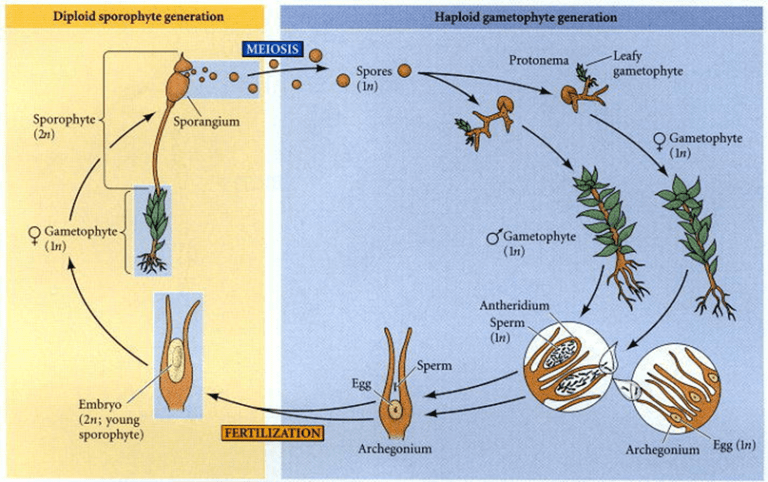 Sporophyte Definition and Examples - Biology Online Dictionary