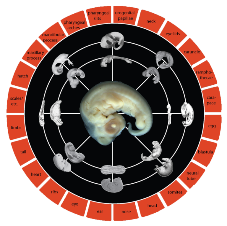 Embryology - Definition and Examples - Biology Online Dictionary