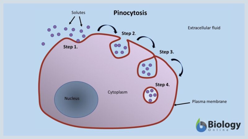 Pinocytosis - Definition and Examples - Biology Online Dictionary