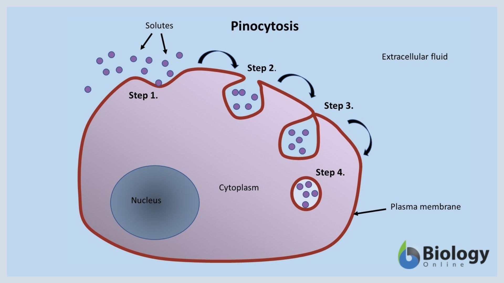 Pinocytosis - Definition and Examples - Biology Online Dictionary
