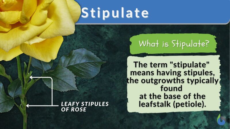Stipulate Definition and Examples - Biology Online Dictionary