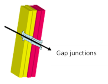 Tight junction - Definition and Examples - Biology Online Dictionary